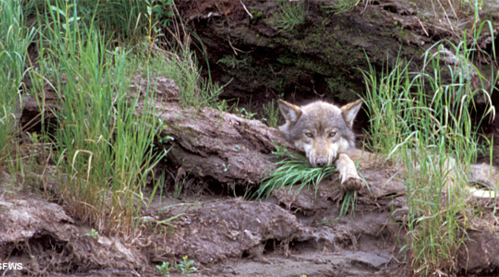 Surplus of Spring Admits to be Housed in Forested Wolf Dens – The Sack ...